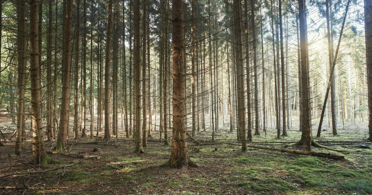 EFTA Court: end-use emissions must be assessed in an EIA before fossil fuel project approvals ...